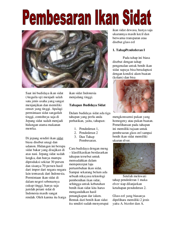 (DOC) Leaflet budidaya sidat