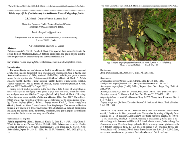 (PDF) Tainia angustifolia (Orchidaceae): An Addition to Flora of ...