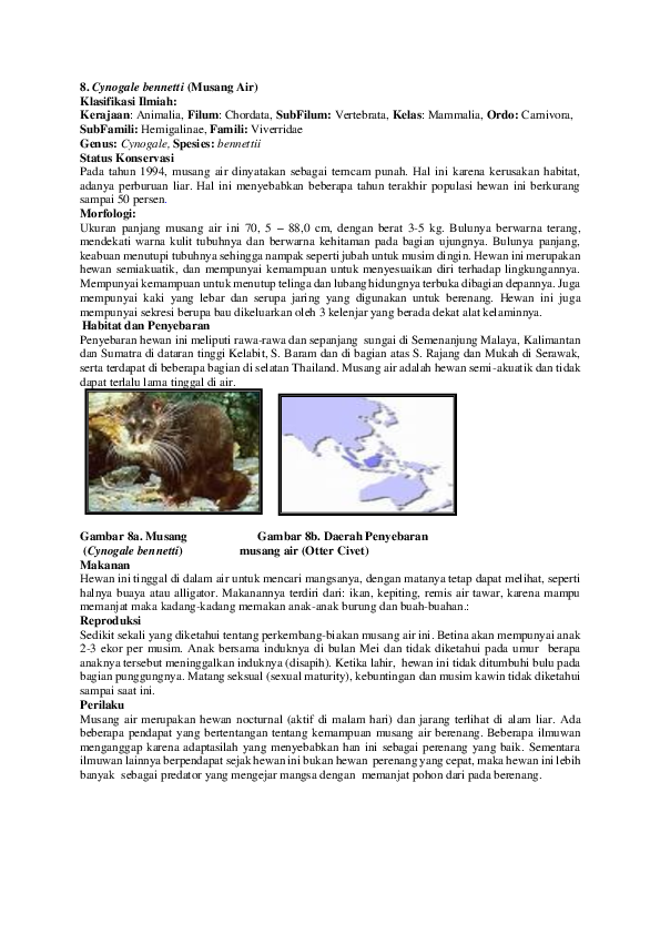 (DOC) Musang air