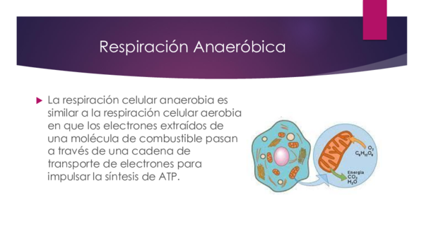 (PPT) Presentación RESPIRACION ANAROBICA