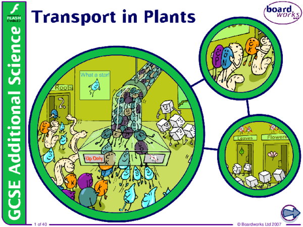 (PPT) TRANSPORT SYSTEM IN PLANTS