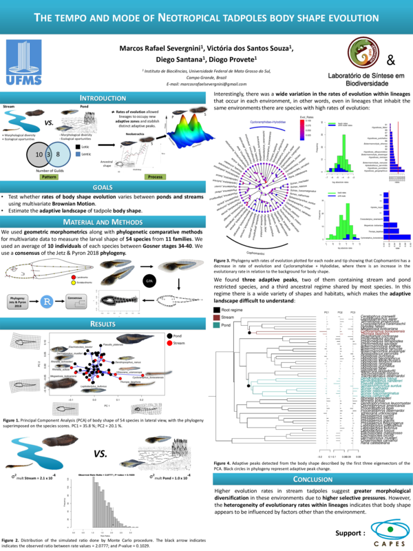 (PDF) The tempo and mode of Neotropical tadpoles body shape evolution