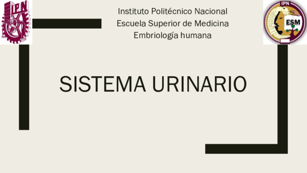(PPT) Sistema urinario