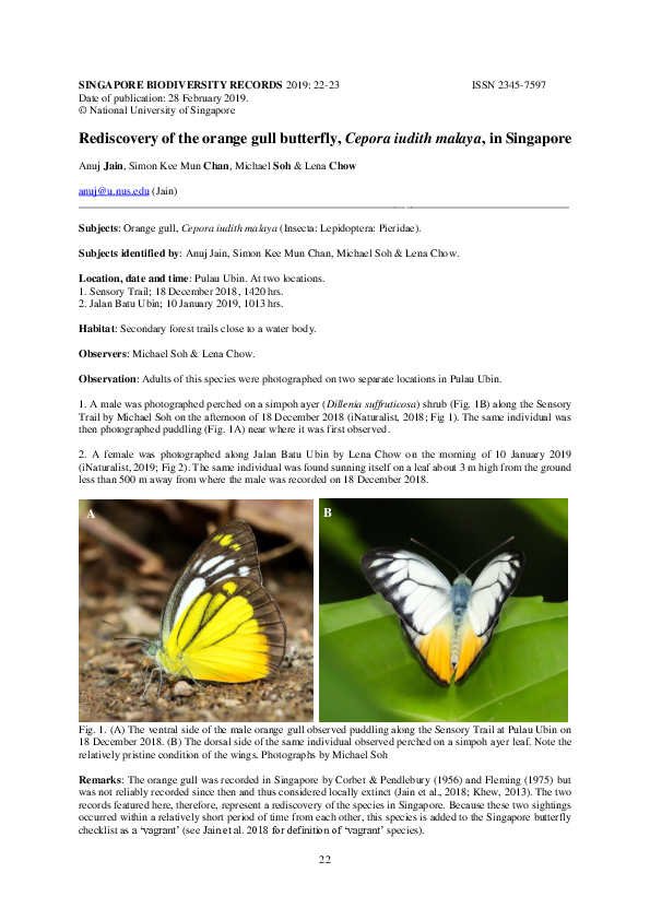 (PDF) Rediscovery of the orange gull butterfly, Cepora iudith malaya ...