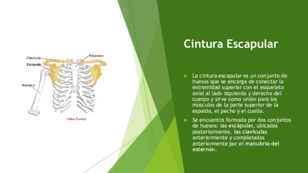 (PPT) Cintura Escapular