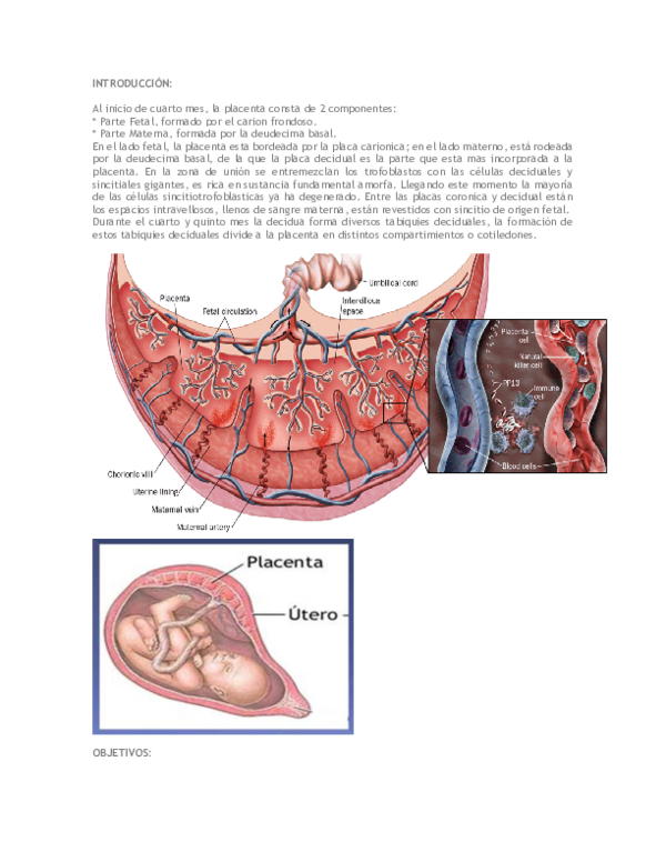 Anatomía De La Placenta Humana Placenta: Anatomía E Histología
