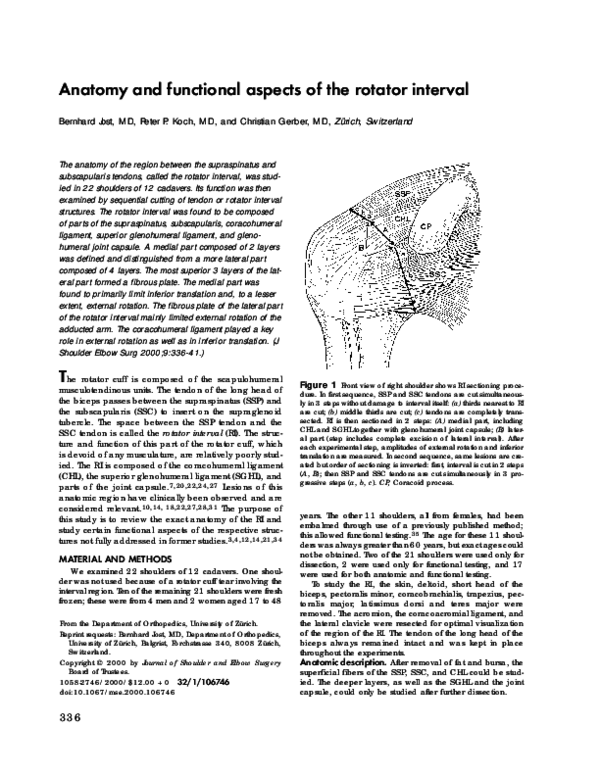 (PDF) MATERIAL AND METHODS Anatomy and functional aspects of the ...