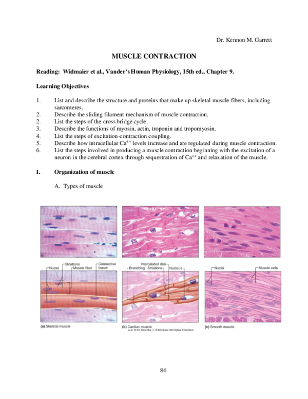 (PDF) MUSCLE CONTRACTION