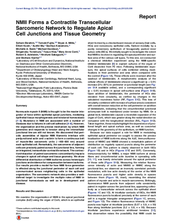 (PDF) NMII Forms a Contractile Transcellular Sarcomeric Network to ...