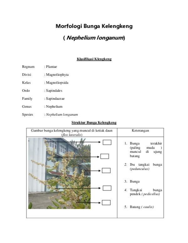 (DOC) Morfologi Bunga Kelengkeng ( Nephelium longanum