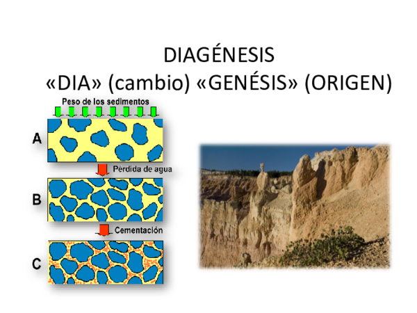 (PPT) Diagénesis