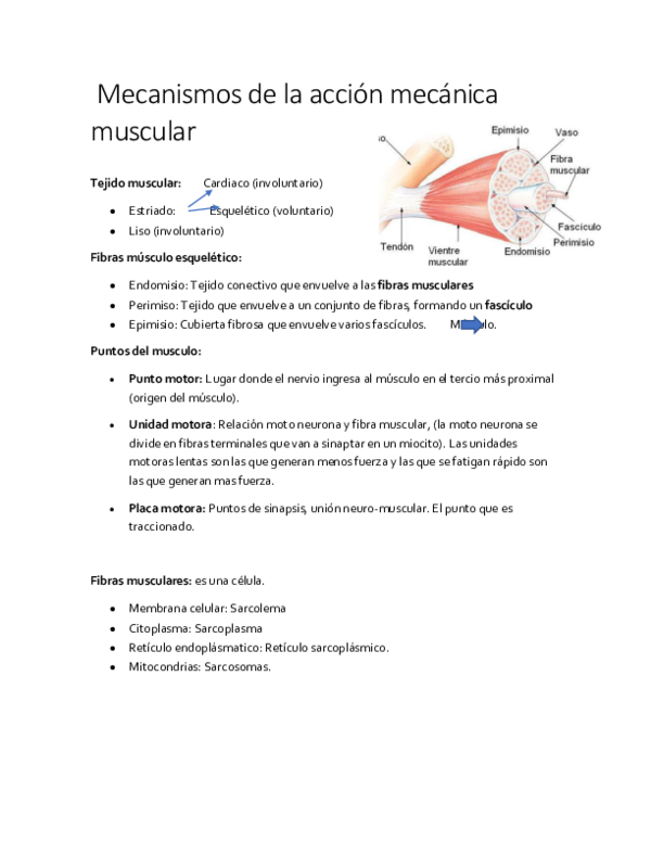 (DOC) Contraccion muscular