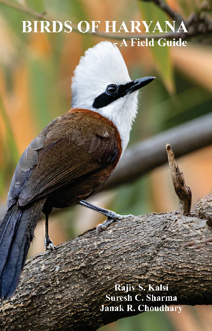 (PDF) Birds of Haryana - A Field Guide