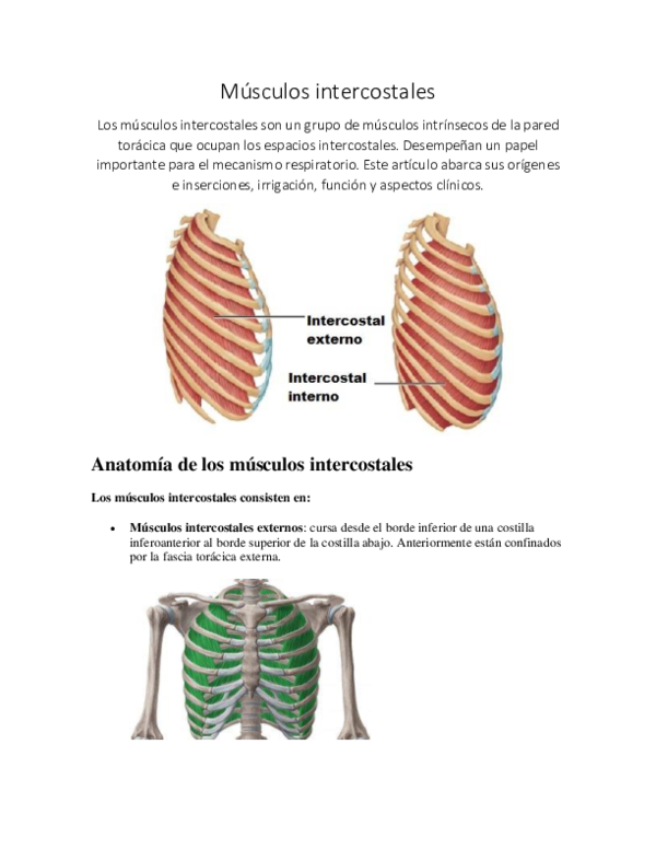 Intercostales Internos
