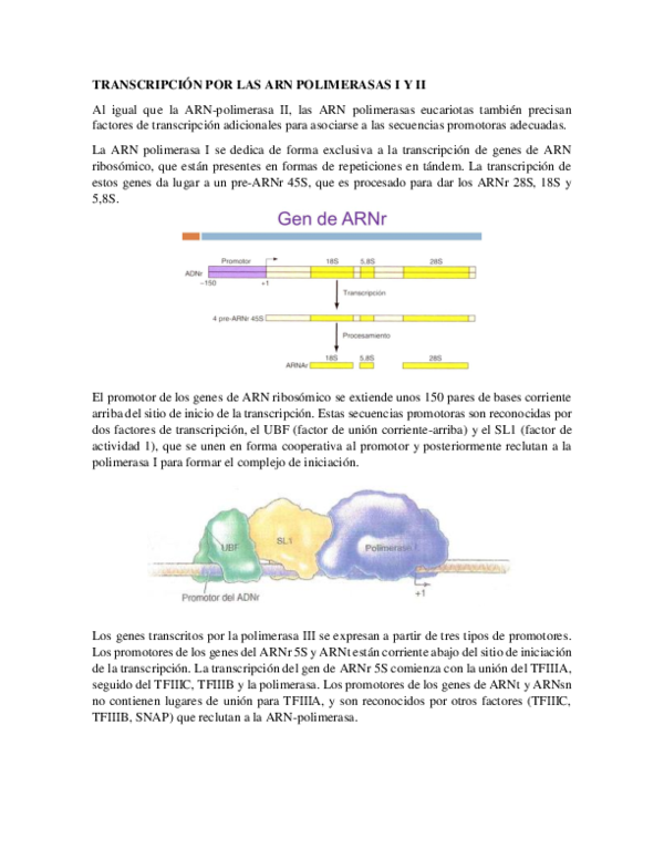 (DOC) TRANSCRIPCIÓN POR LAS ARN POLIMERASAS I Y II