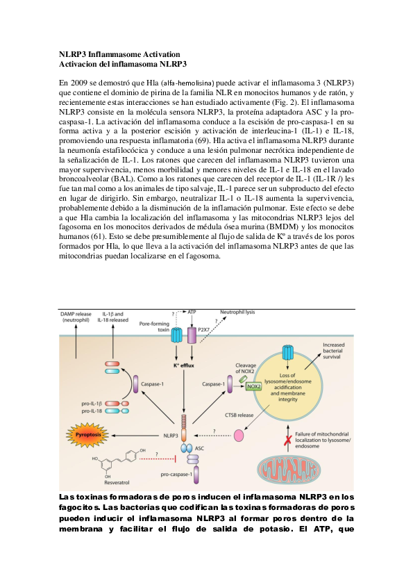 (DOC) NLRP3 Inflammasome Activation Activacion del inflamasoma NLRP3