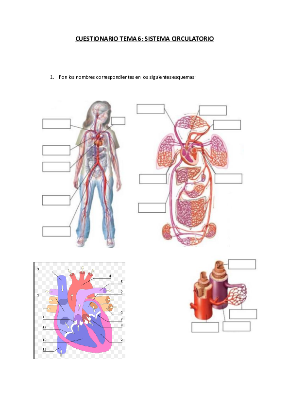 (DOC) CUESTIONARIO TEMA 6: SISTEMA CIRCULATORIO