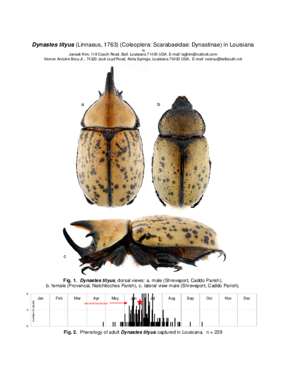 (PDF) Dynastes tityus (Linnaeus, 1763) (Coleoptera: Scarabaeidae ...
