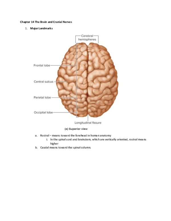 (DOC) Chapter 14 The Brain and Cranial Nerves