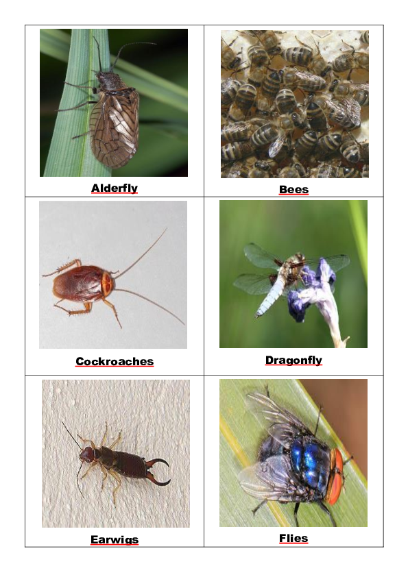 (DOC) Insect Alphabet A-Z