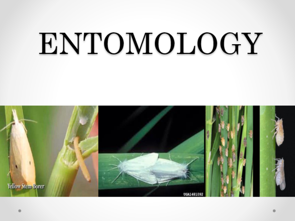 (PPT) Final Presentation in Entomology