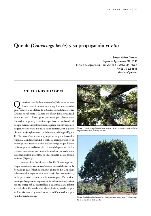 (PDF) Queule (Gomortega keule) y su propagación in vitro