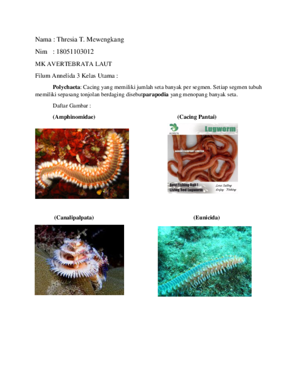 (PDF) Daftar Gambar : (Amphinomidae) (Cacing Pantai) (Canalipalpata ...