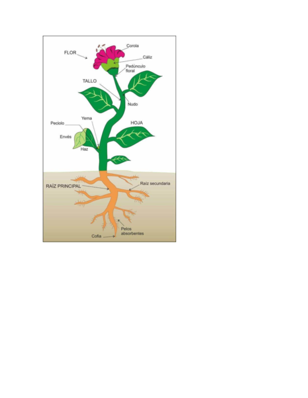 (DOC) PARTES DE LA PLANTA