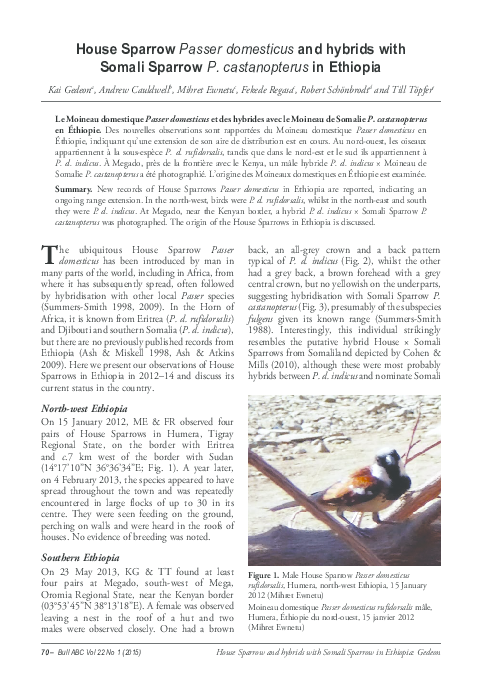 (PDF) House Sparrow Passer domesticus and hybrids with Somali Sparrow P ...
