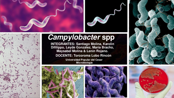 (PPT) Campylobacter spp - original