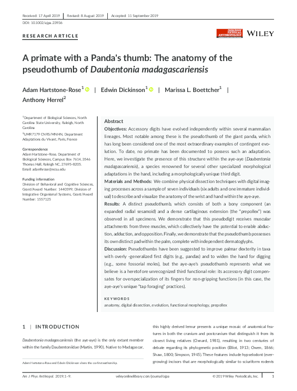 (PDF) A primate with a Panda's thumb: The anatomy of the pseudothumb of ...