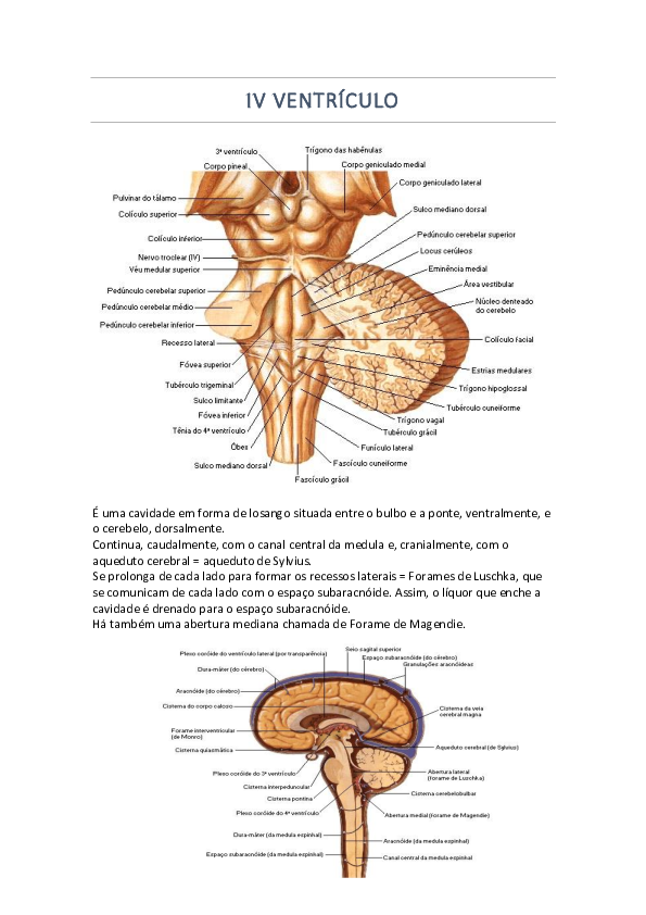 (PDF) IV VENTRÍCULO