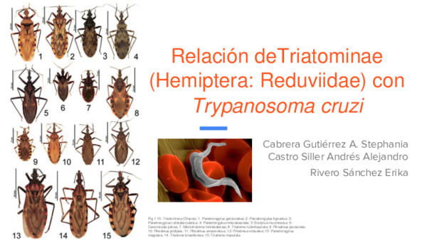 (PPT) Triatominae Chagas