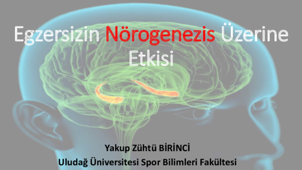 (PPT) Exercise and Neurogenesis