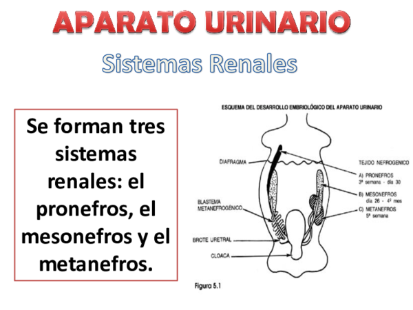 (PPT) Aparato Urogenital