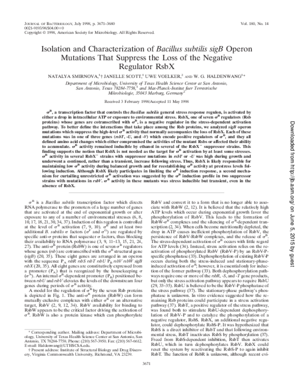 Pdf Isolation And Characterization Of Bacillus Subtilis Sigb Operon
