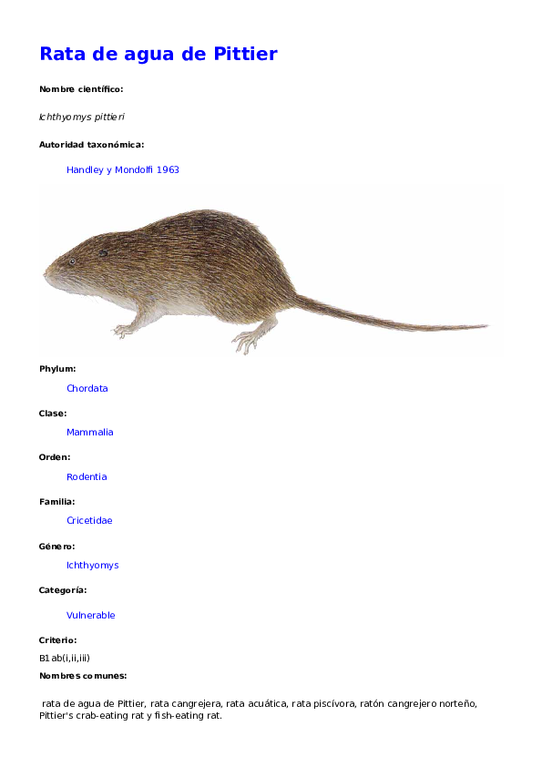 (PDF) Rata de agua de Pittier Ichthyomys pittieri García y Ochoa 2015