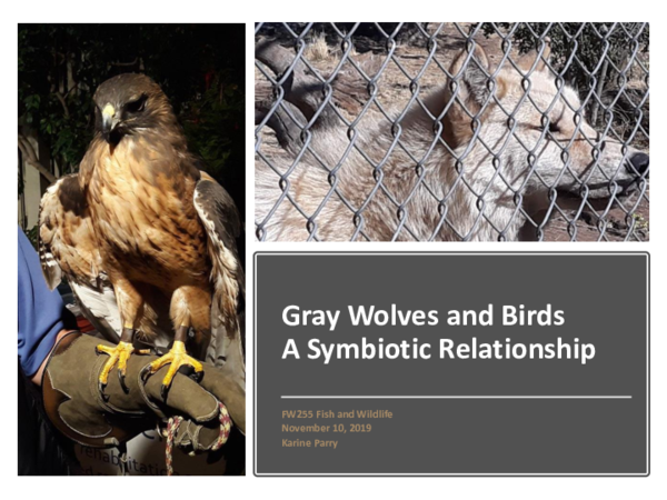 (PPT) OSU FW255 Fish and Wildlife Wolves and Birds: A Symbiotic ...