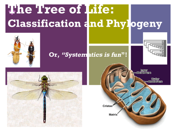 (PDF) The Tree of Life: Classification and Phylogeny Or, "Systematics ...
