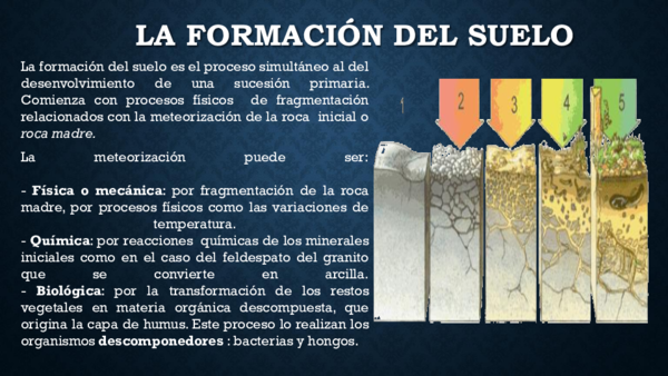 (PPT) LA FORMACIÓN DEL SUELO