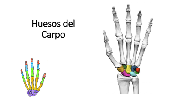 (PPT) Huesos del Carpo