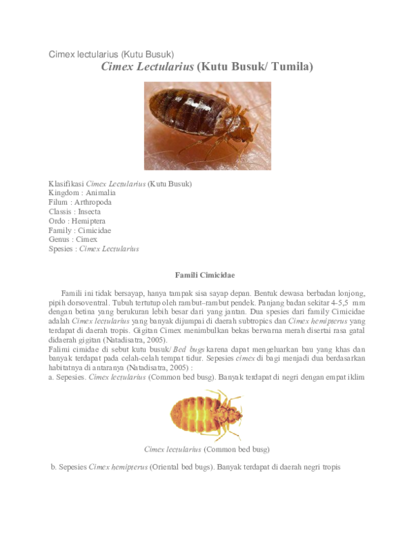(DOC) Cimex lectularius (Kutu Busuk