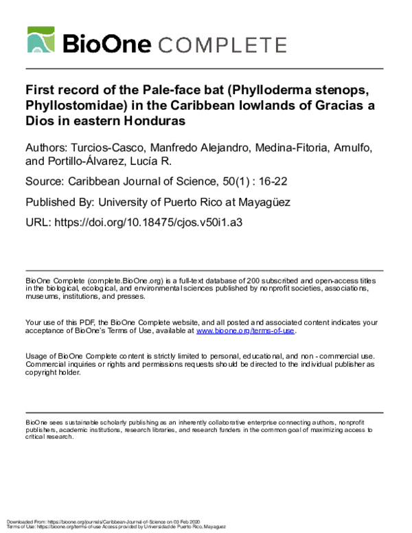 (PDF) First record of the Pale-face bat (Phylloderma stenops ...