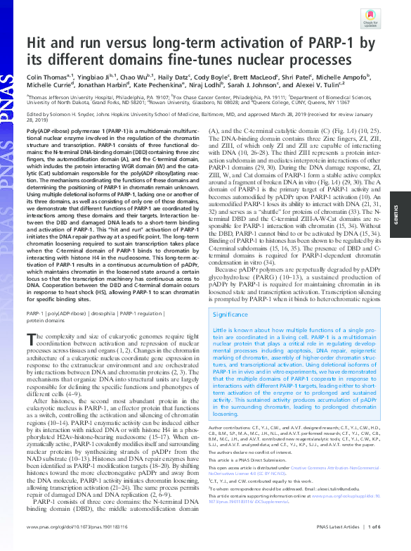(PDF) Hit and run versus long-term activation of PARP-1 by its ... (PDF) Hit and run versus long-term activation of PARP-1 by its ...