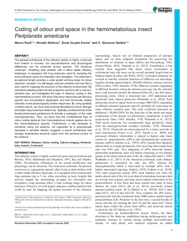 Pdf Coding Of Odour And Space In The Hemimetabolous Insect Periplaneta Americana