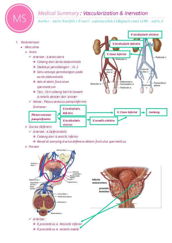 (PDF) Vascularizaation, Innervtion and Lymphatic System