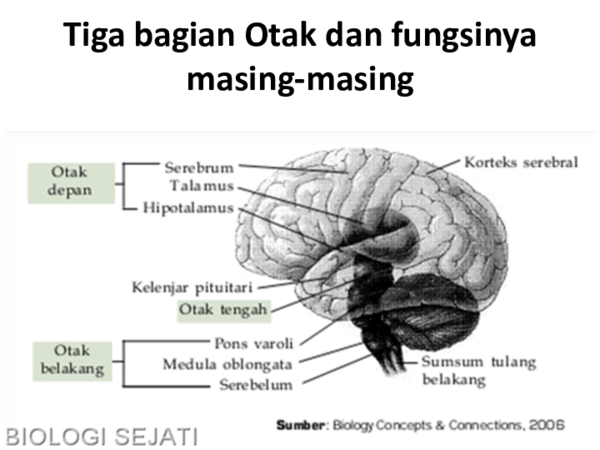 Doc Anatomi Otak Dan Fungsinya Fadli Lolok Academia E