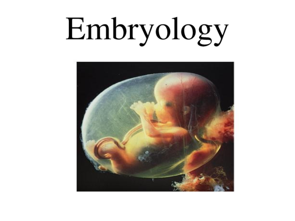 Embryology Pdf