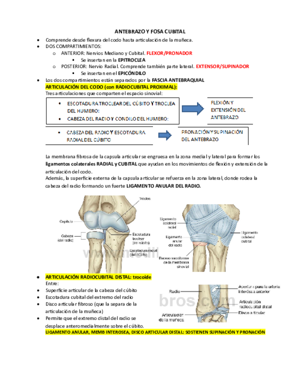 (DOC) ANTEBRAZO Y FOSA CUBITAL