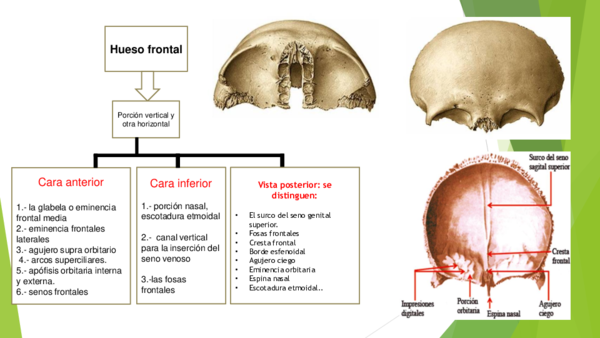 (PPT) HUESOS DEL CRANEO